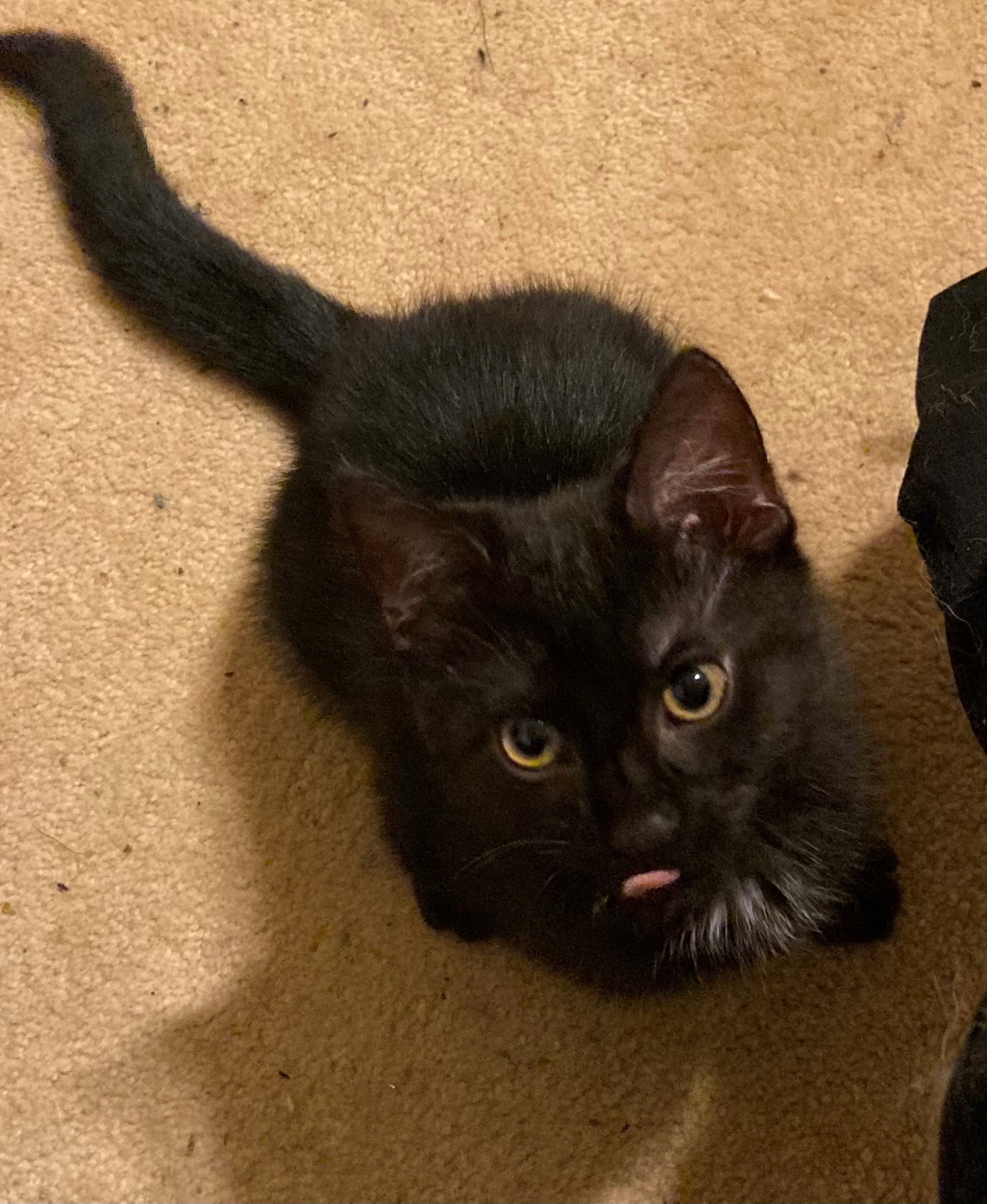 Our Animals Up for Adoption Now