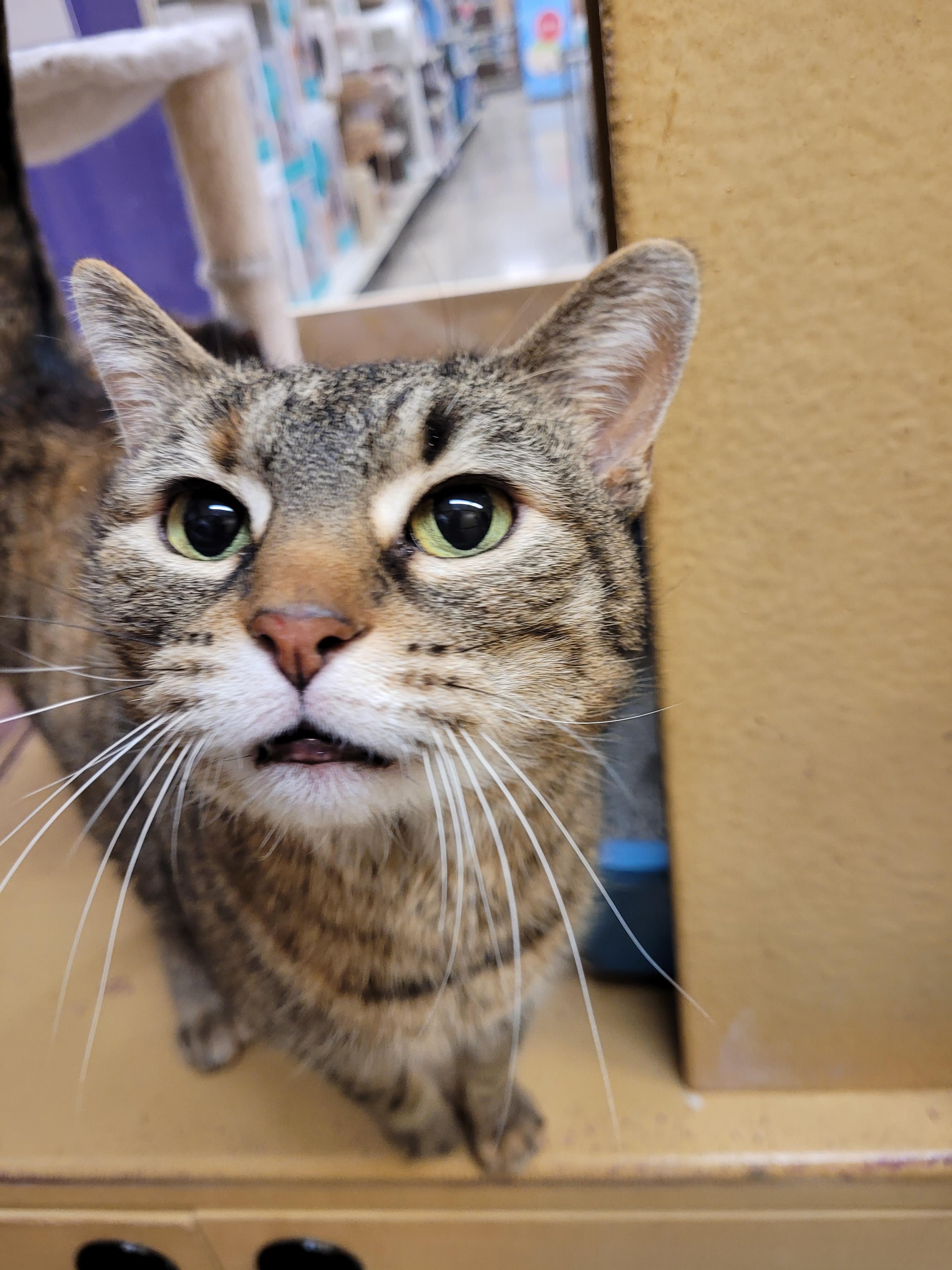 Our Animals Up for Adoption Now