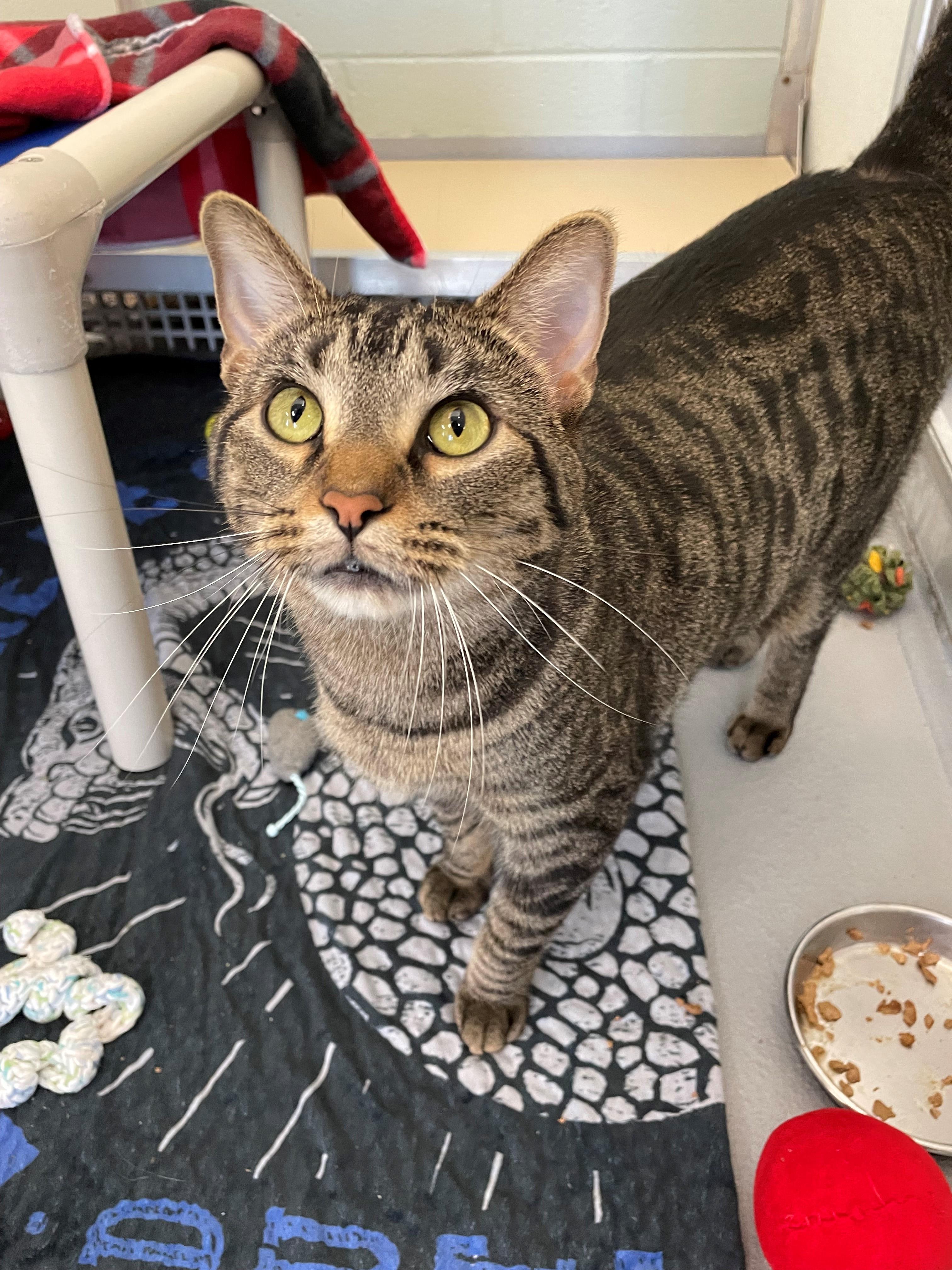 Our Animals Up for Adoption Now