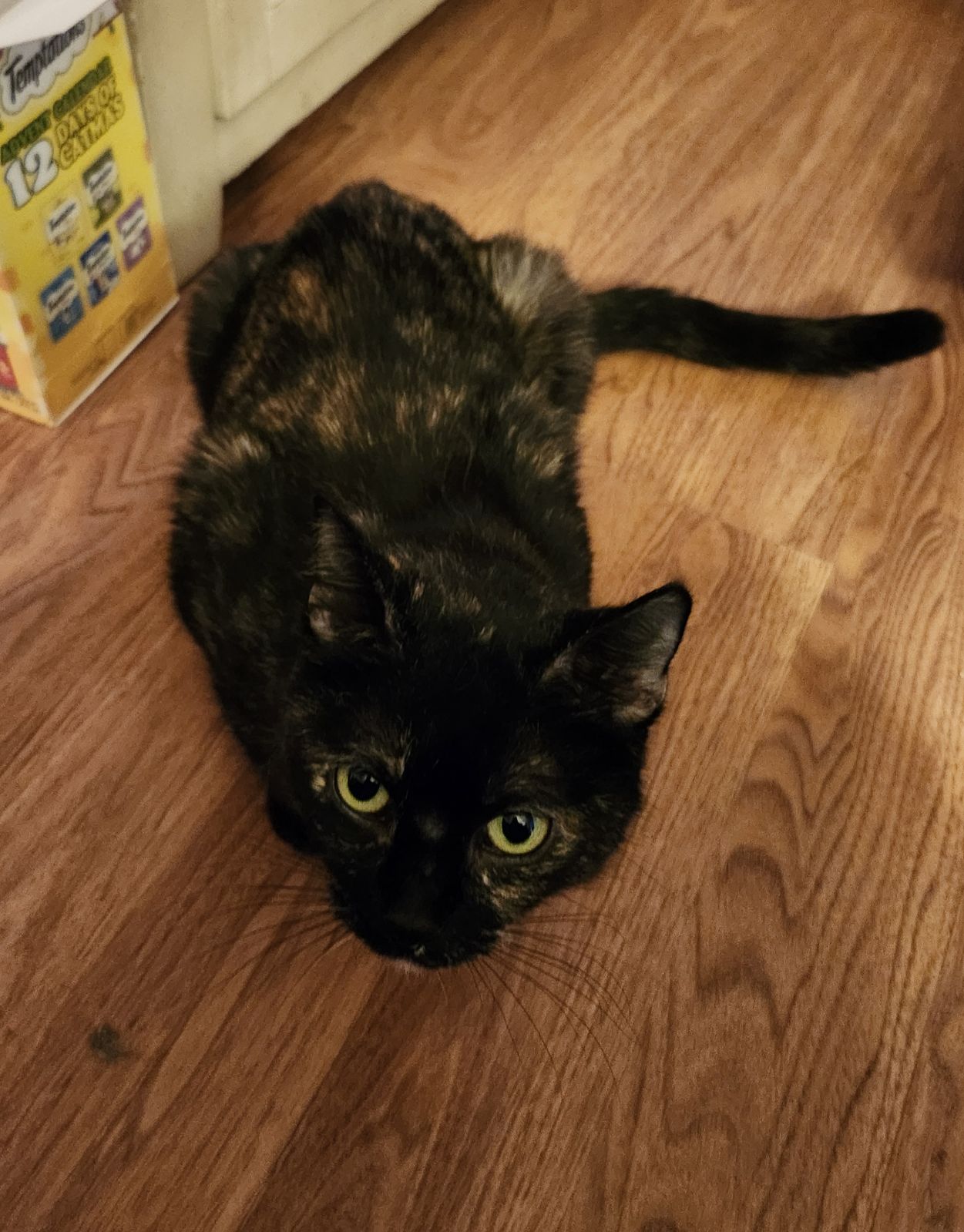 Our Animals Up for Adoption Now