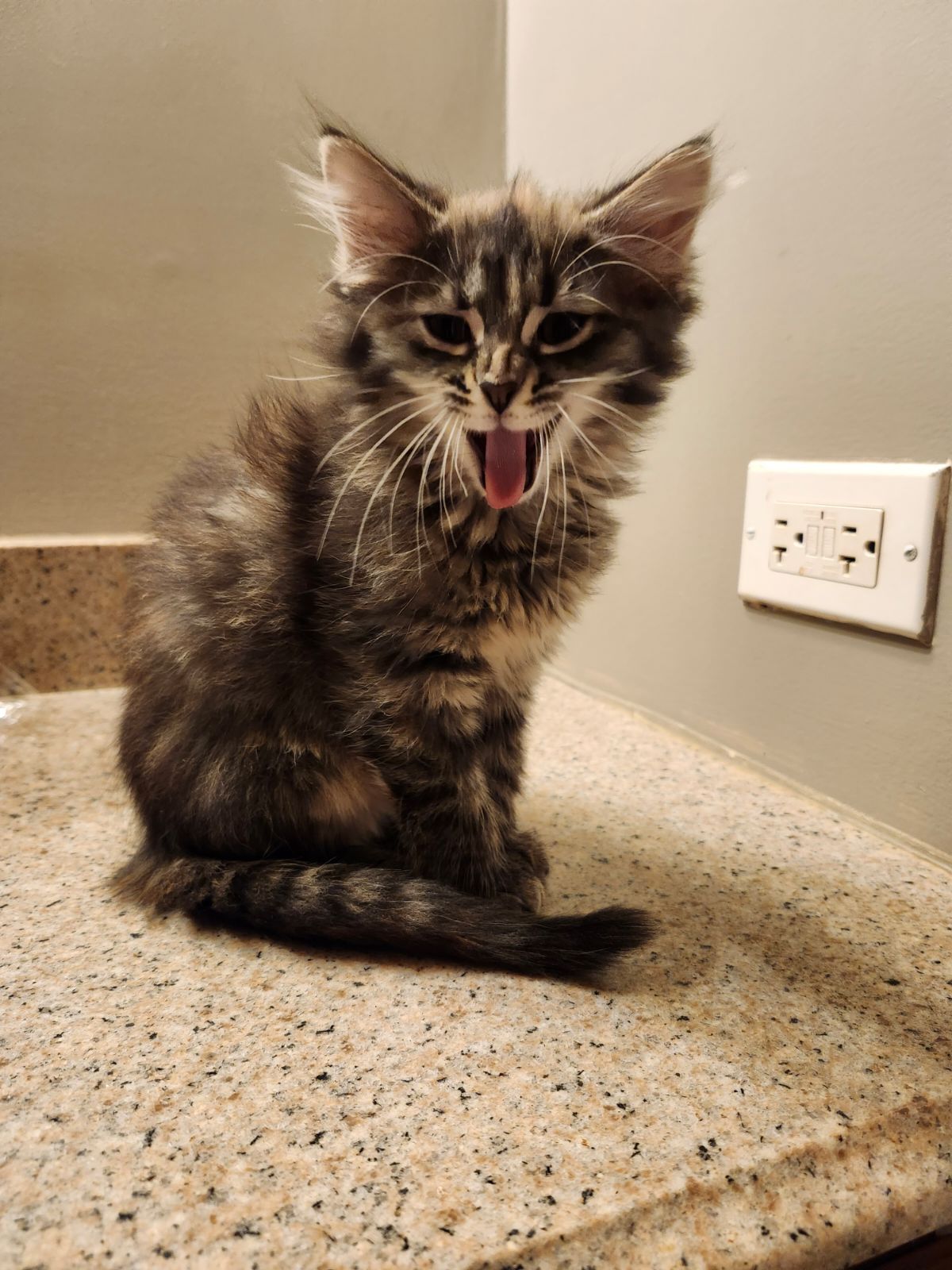 Our Animals Up for Adoption Now