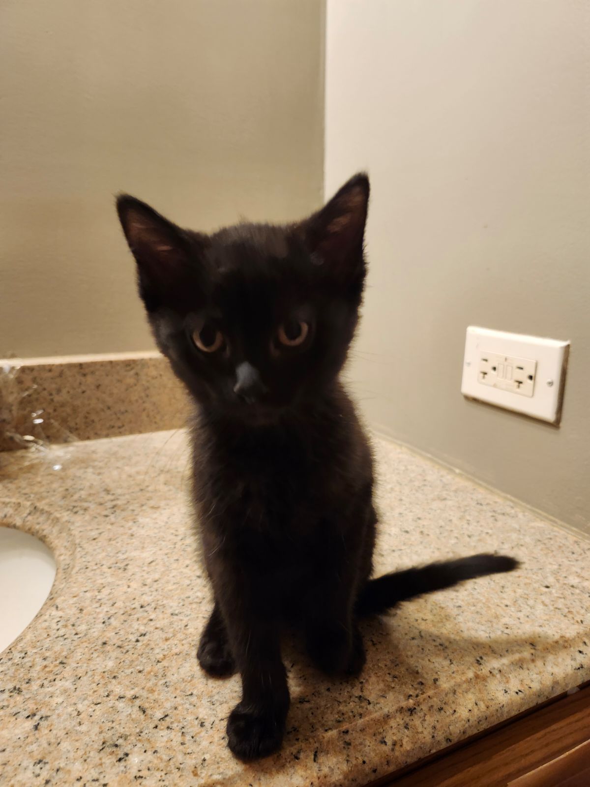 Our Animals Up for Adoption Now