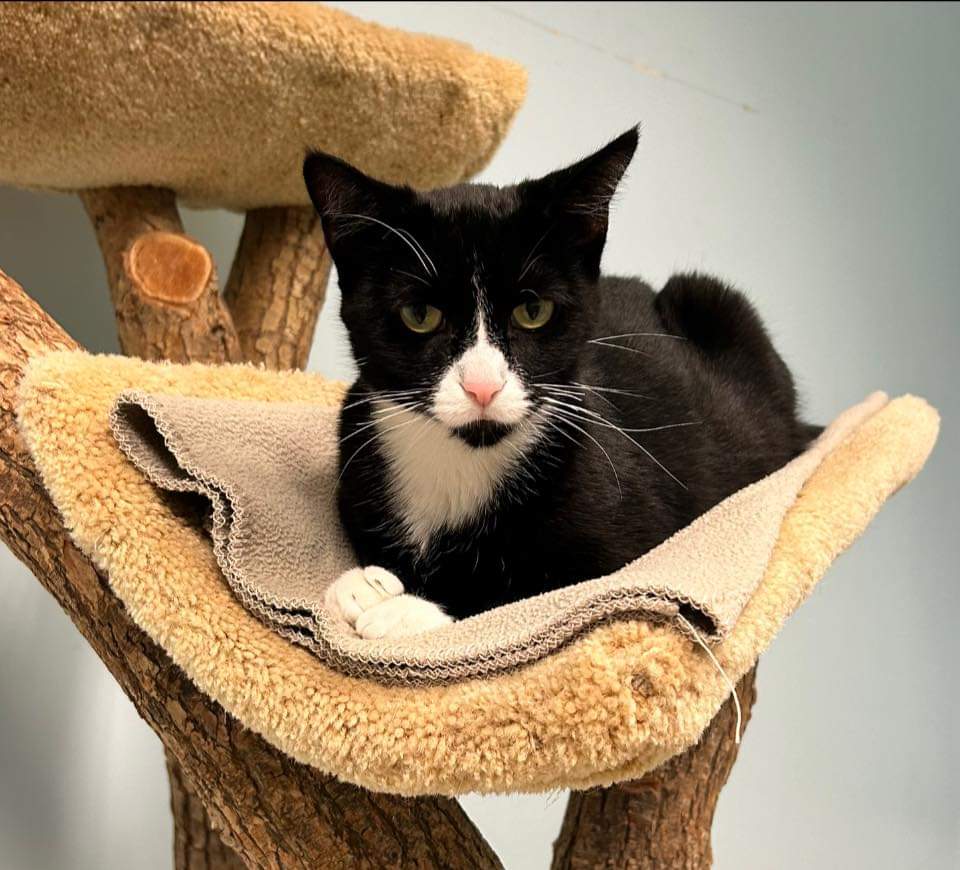 Our Animals Up for Adoption Now